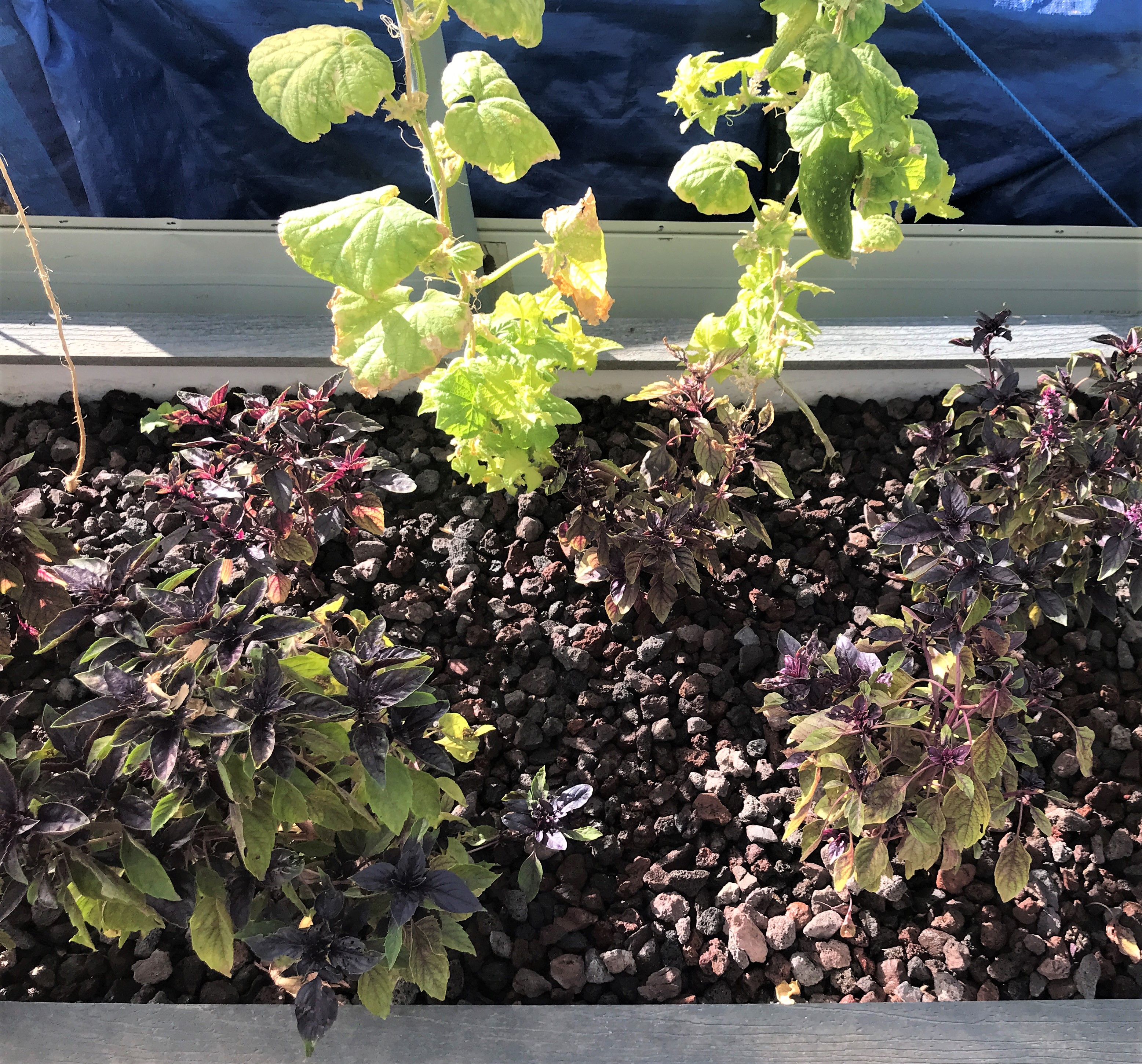 All About Integrated Pest Management | Arizona Institute for Resilience